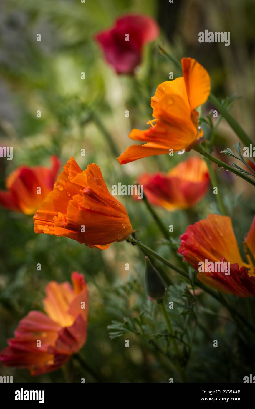 Vintage california orange poppy hi-res stock photography and images - Alamy