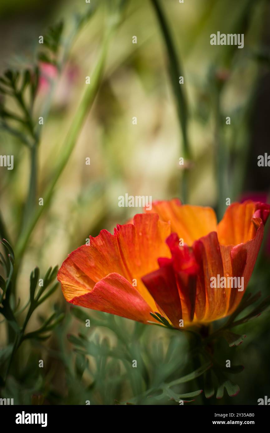 Vintage california orange poppy hi-res stock photography and images - Alamy