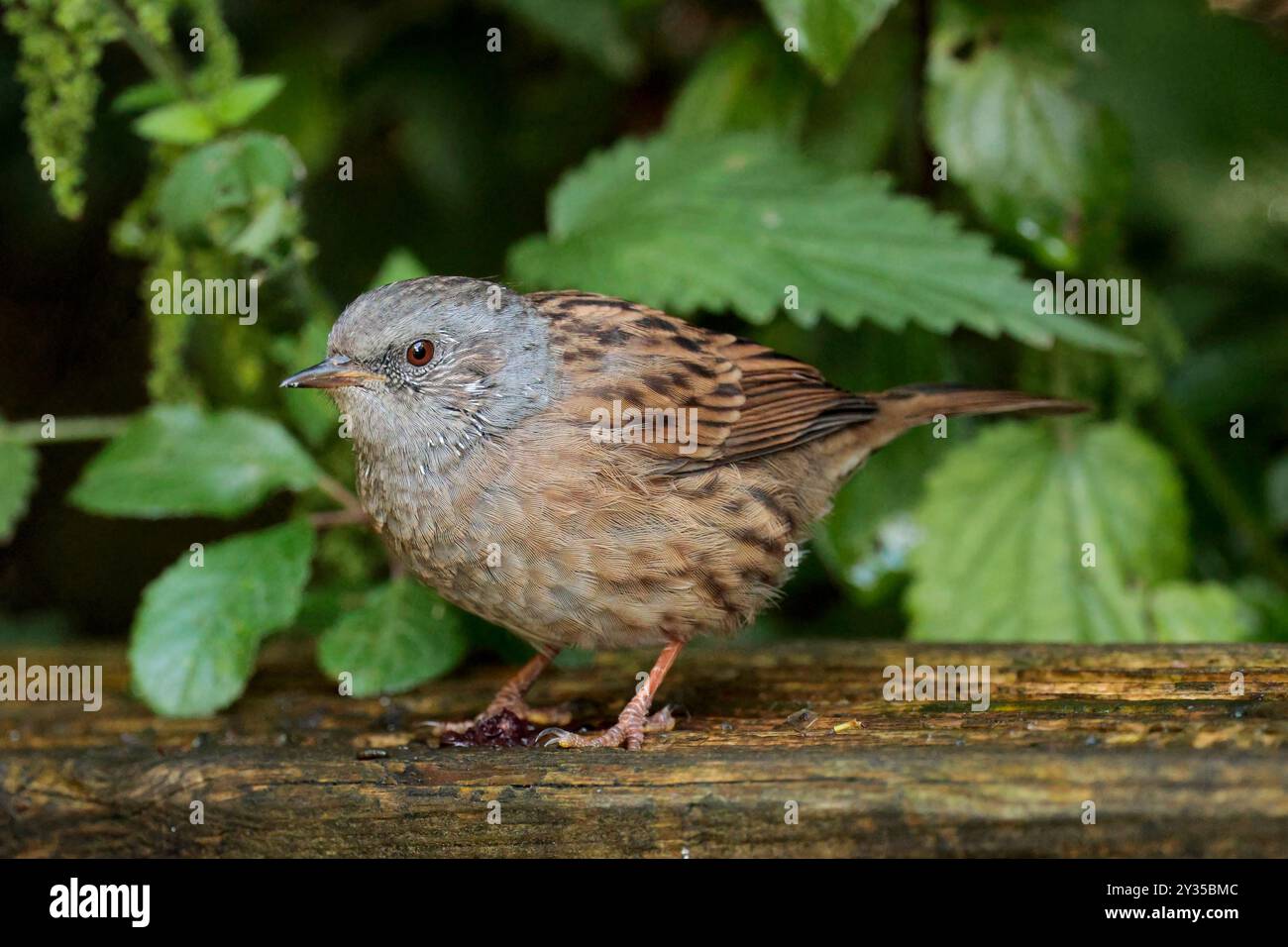 Dunnock on handrail hi-res stock photography and images - Alamy