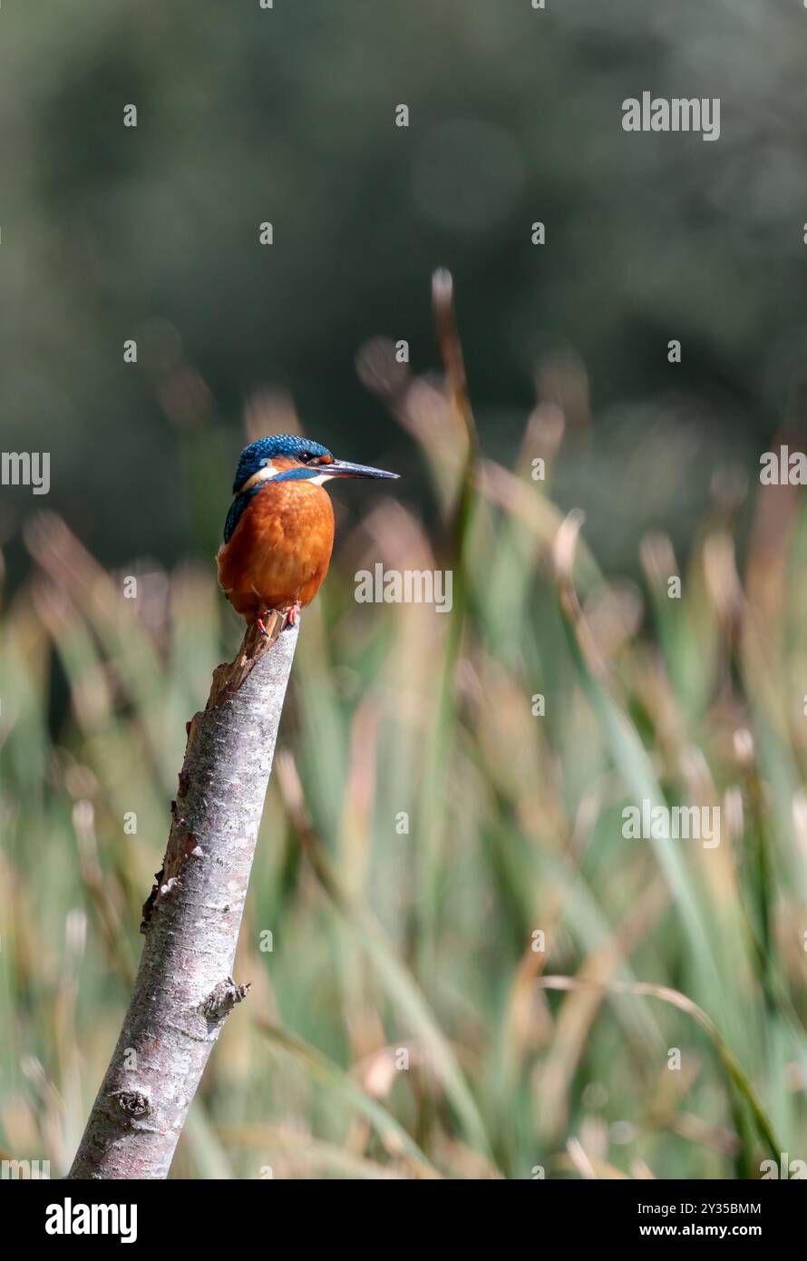 Black cap with white patch at back of neck hi-res stock photography and ...