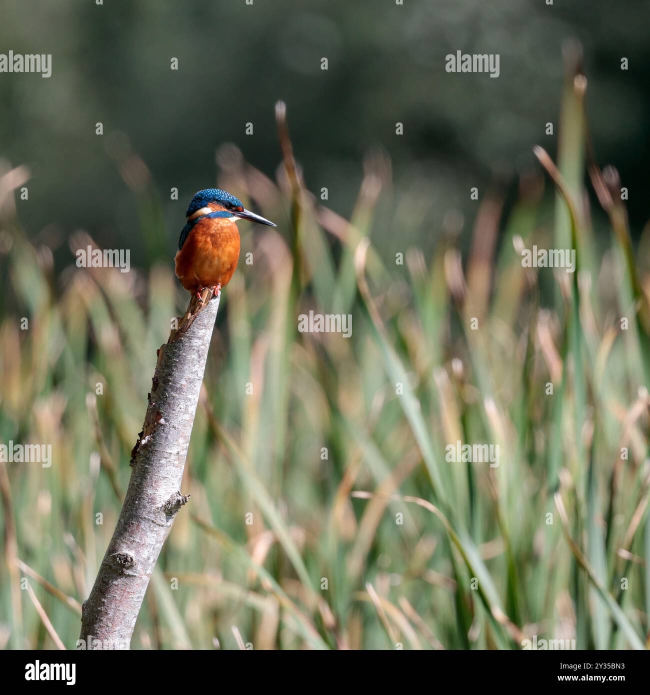 Kingfisher Alcedo atthis, on perch small diving bird vivid colours ...