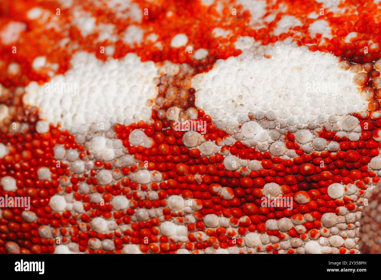 Wild Chameleon skin red macro details Stock Photo - Alamy