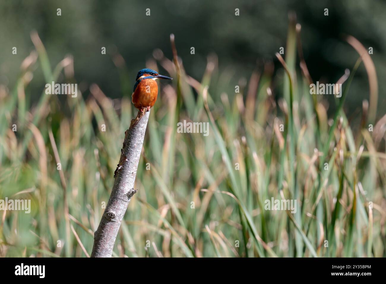 Kingfisher Alcedo atthis, on perch small diving bird vivid colours ...