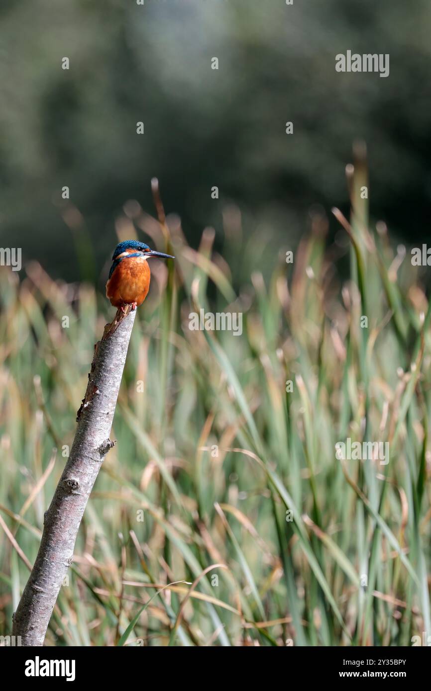Black cap with white patch at back of neck hi-res stock photography and ...