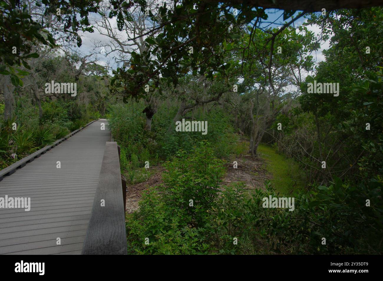 Wide view Leading Lines of a wood nature trail on the left side with no ...