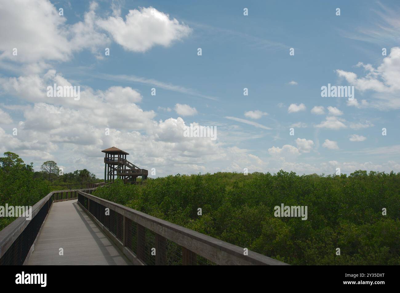 Wide Wide view up to the bright blue sky with white puffy clouds of the ...