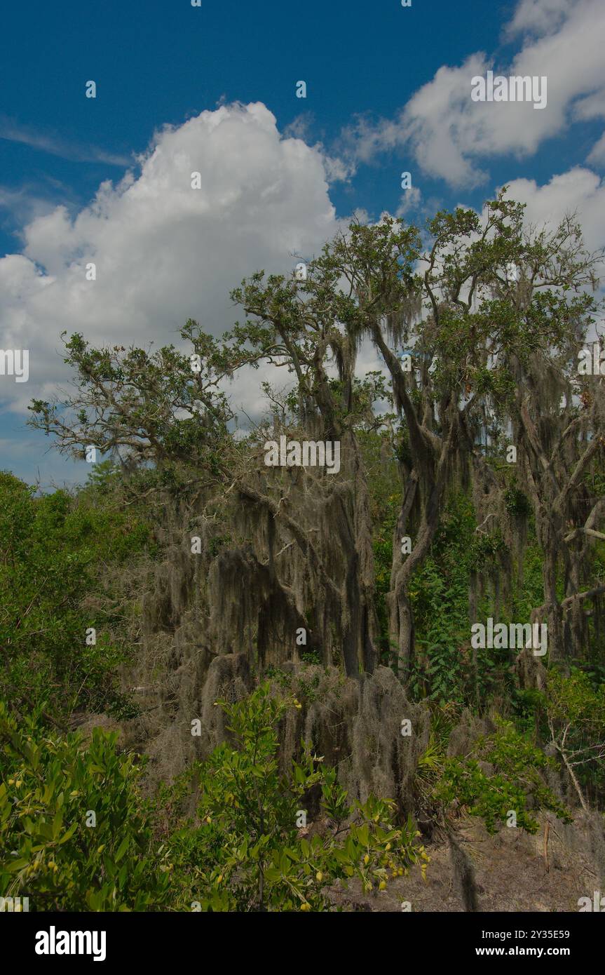Oak moss blue sky hi-res stock photography and images - Alamy