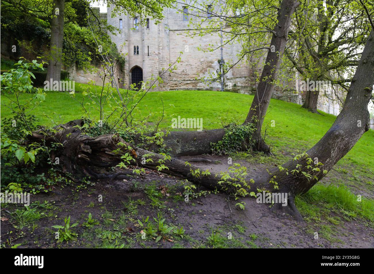New Trees Grow From An Old Tree - Discovered In The Courtyard Of ...