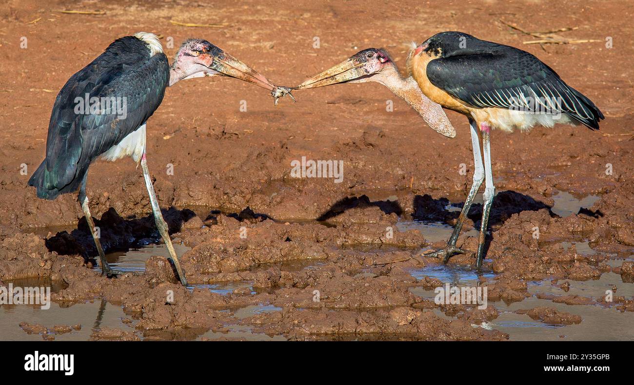 Marabou Storks in a tug of war over a hapless frog plucked from a ...