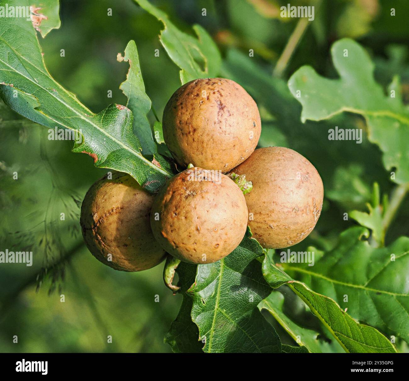 Oak apples galls on leaves hi-res stock photography and images - Alamy