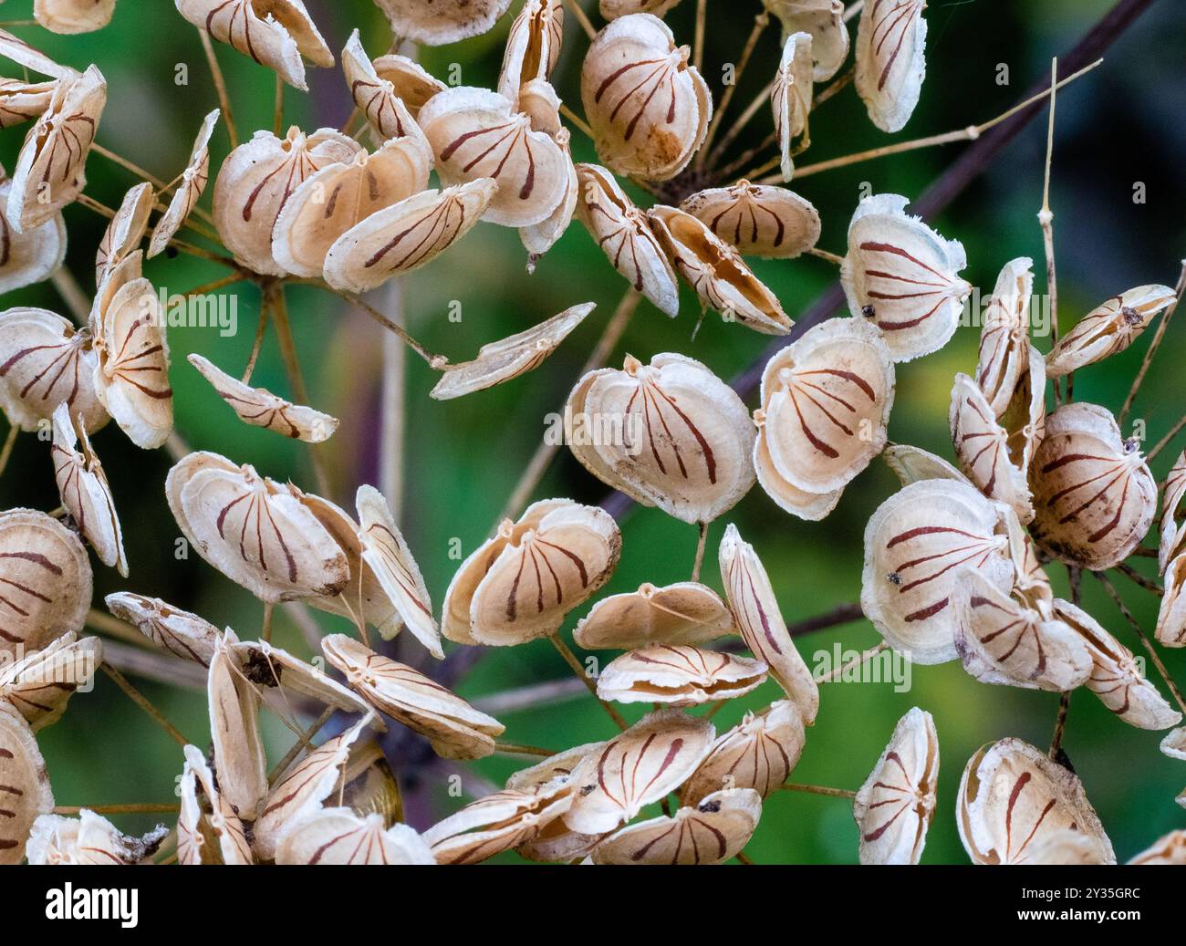 Seed capsules on umbels of hogweed Heracleum sphondylium - Derbyshire ...
