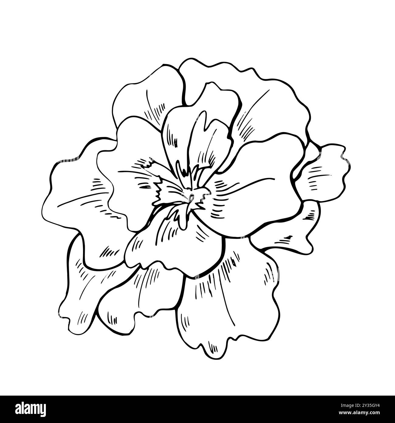 Marigold flower head vector illustration isolated on white background ... Marigold flower head vector illustration isolated on white background ...