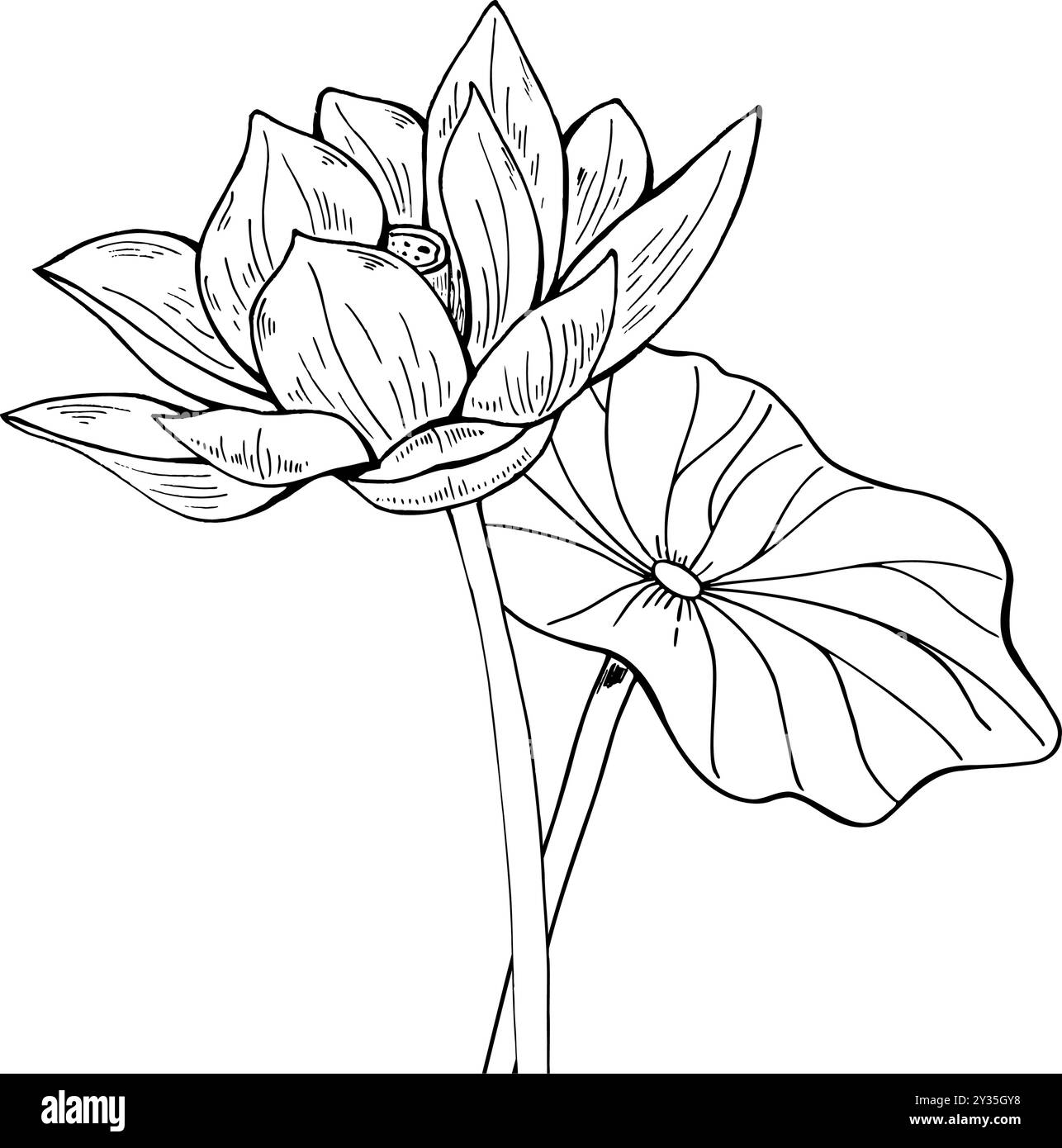 Water lily isolated on Stock Vector Images - Alamy