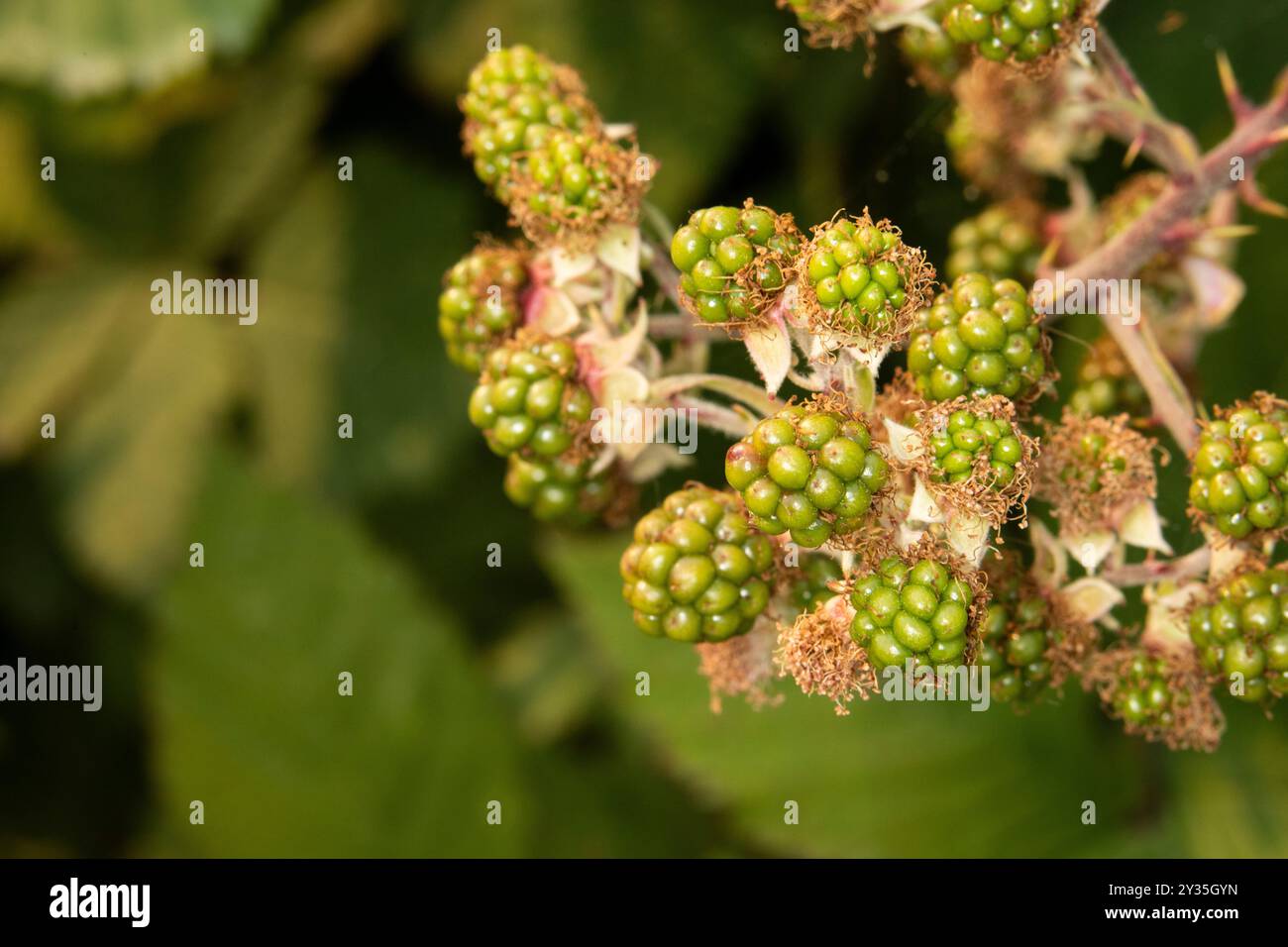 Close up of Pacific Blackberry, also known as rubus ursinus. This wild ...