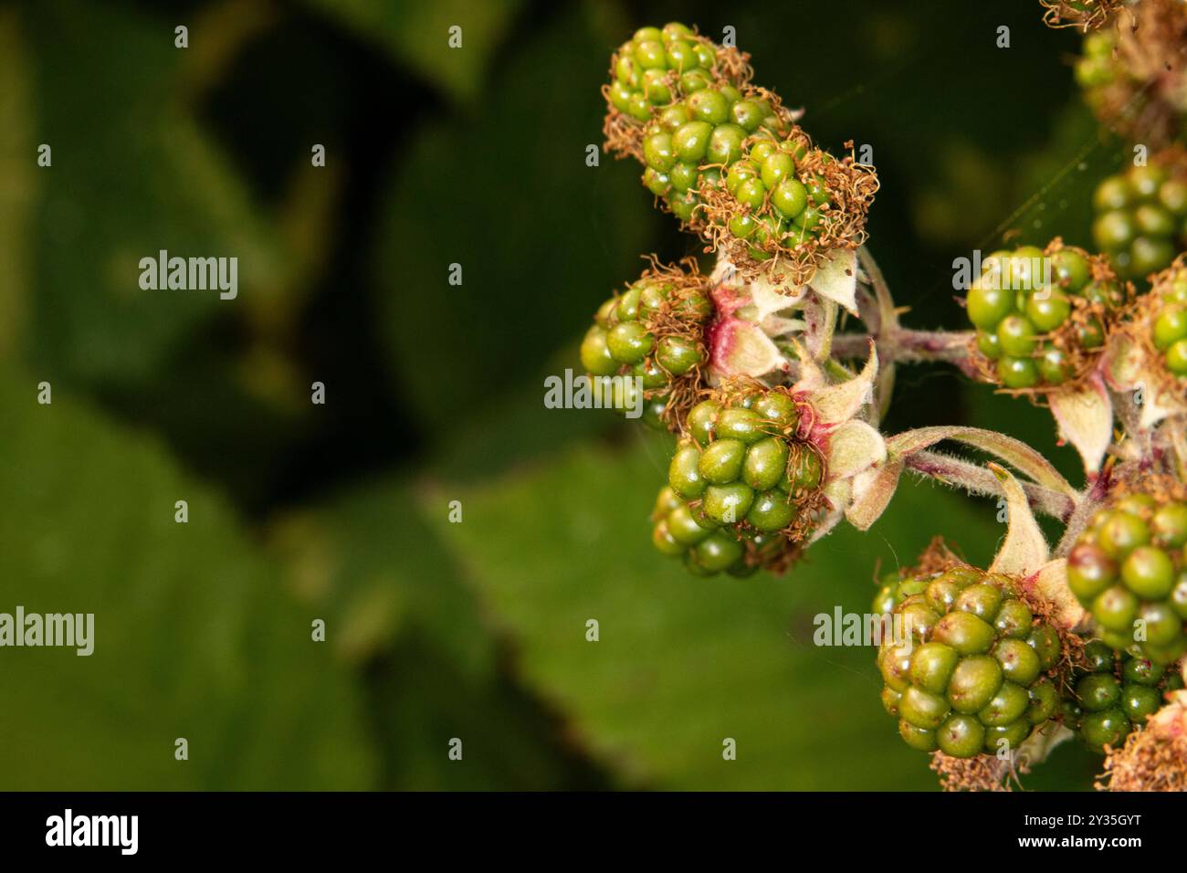 Close up of Pacific Blackberry, also known as rubus ursinus. This wild ...