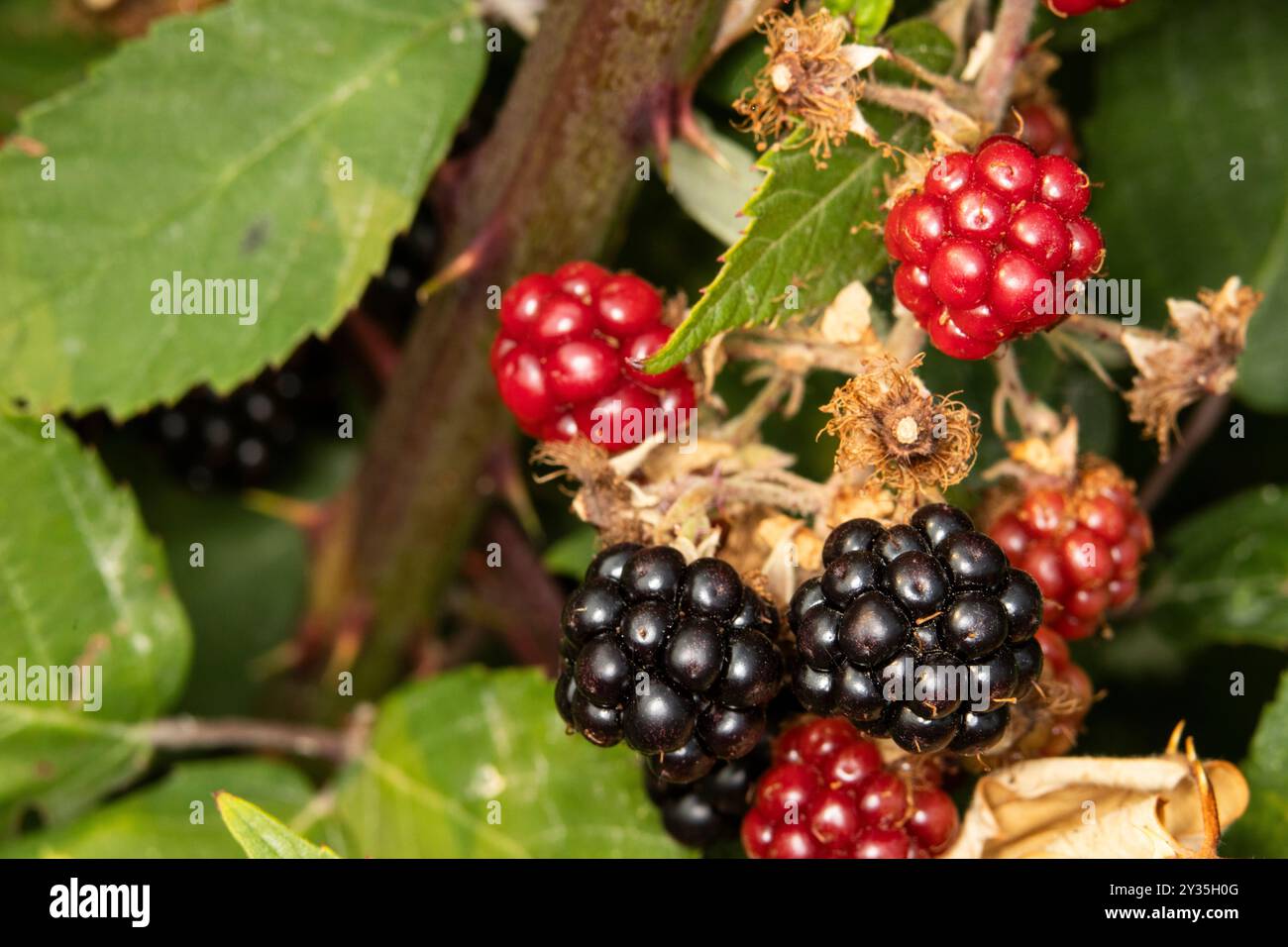 Close up of Pacific Blackberry, also known as rubus ursinus. This wild ...