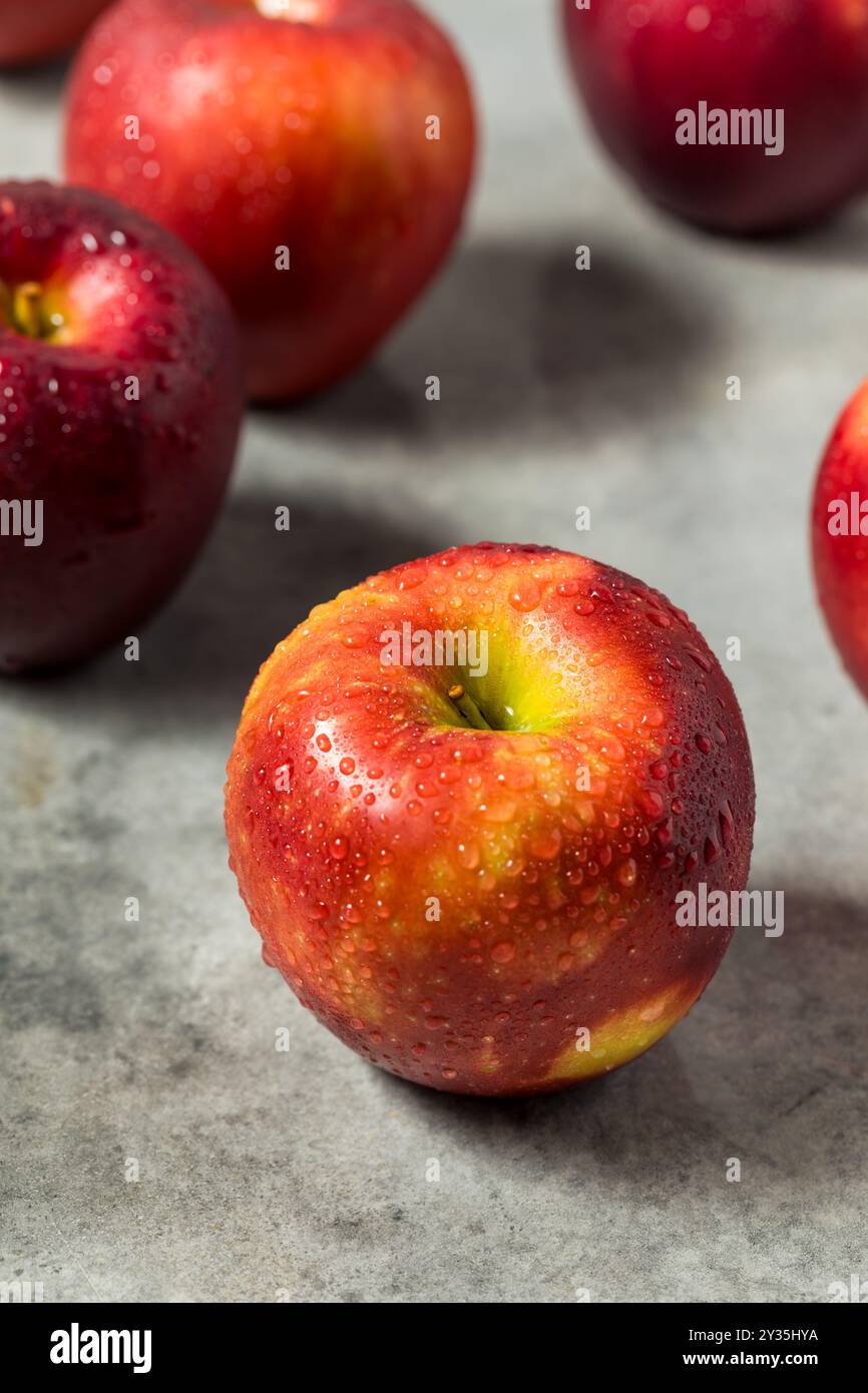 Organic Raw Cosmic Crisp Red Apples in a Bunch Ready to Eat Stock Photo ...