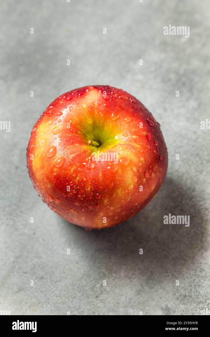 Organic Raw Cosmic Crisp Red Apples in a Bunch Ready to Eat Stock Photo ...