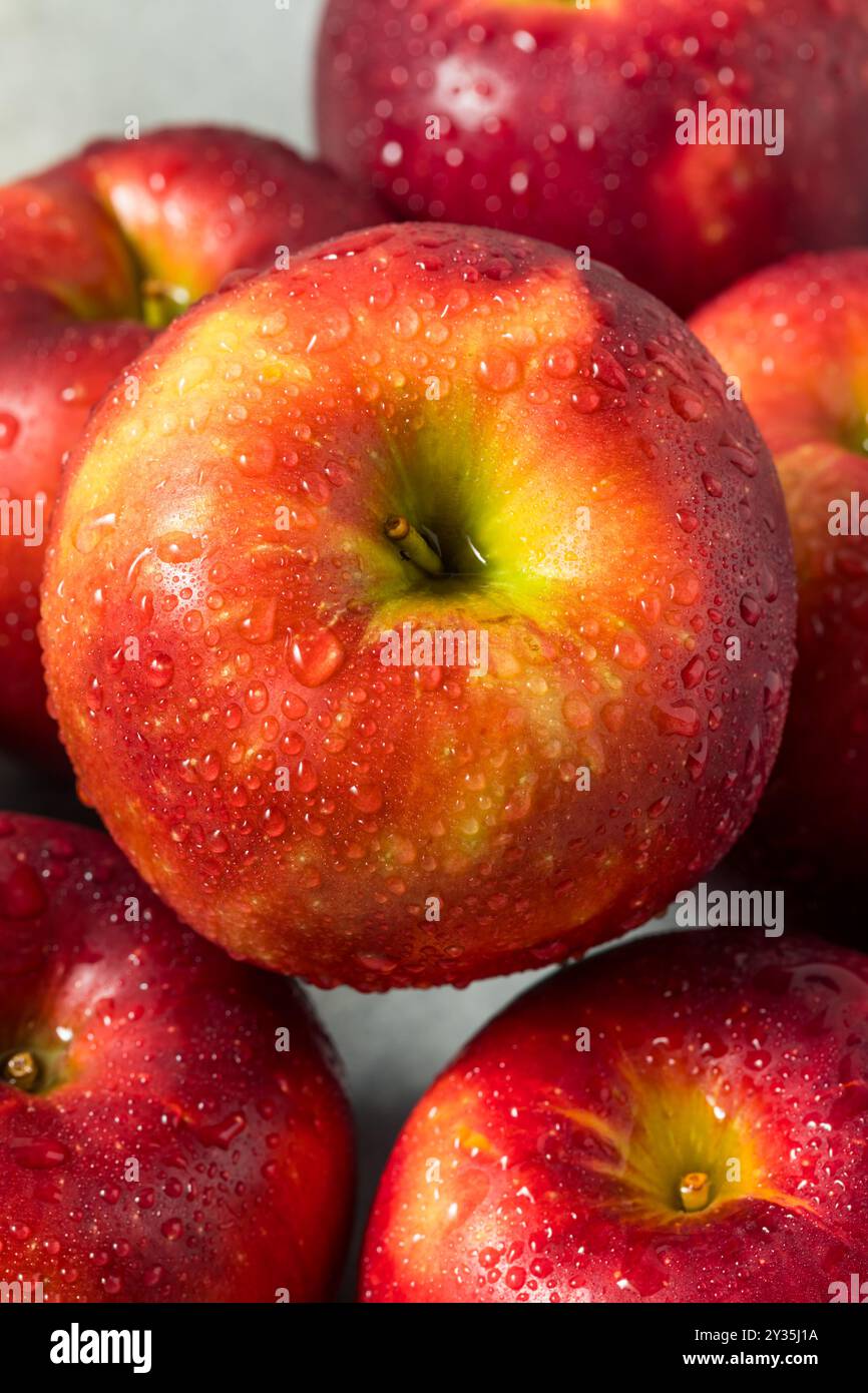 Organic Raw Cosmic Crisp Red Apples in a Bunch Ready to Eat Stock Photo ...