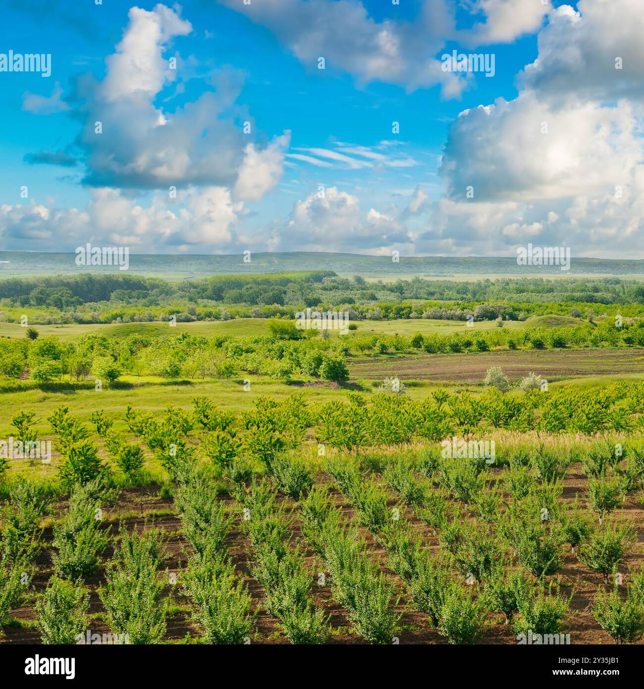 Orchard, field and cloudy sky. View from above Stock Photo - Alamy