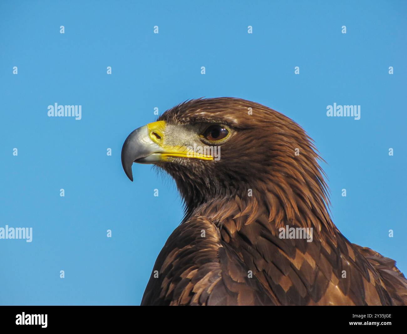 Wild eagle falconry animals hi-res stock photography and images - Alamy