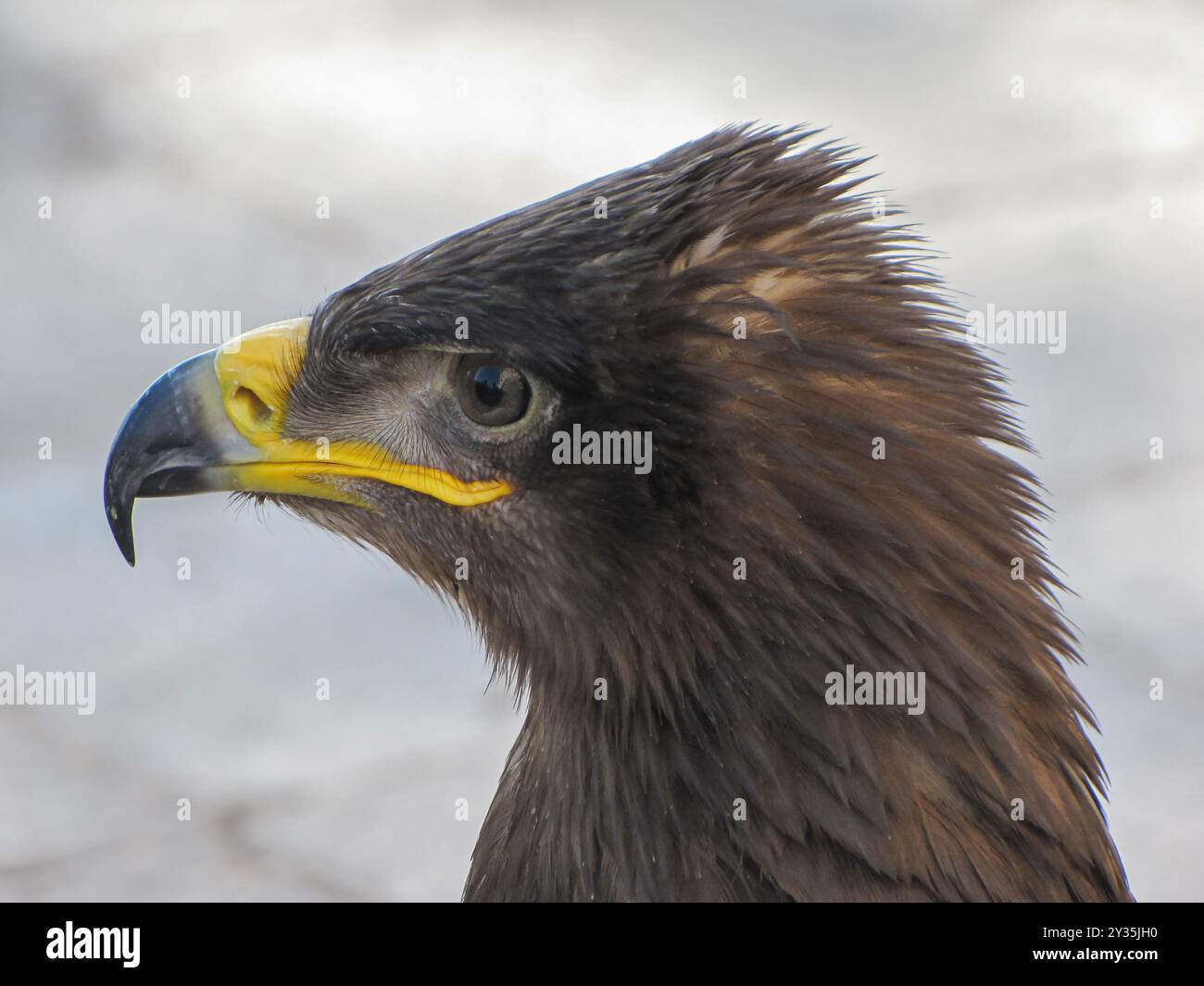 Wild eagle falconry animals hi-res stock photography and images - Alamy