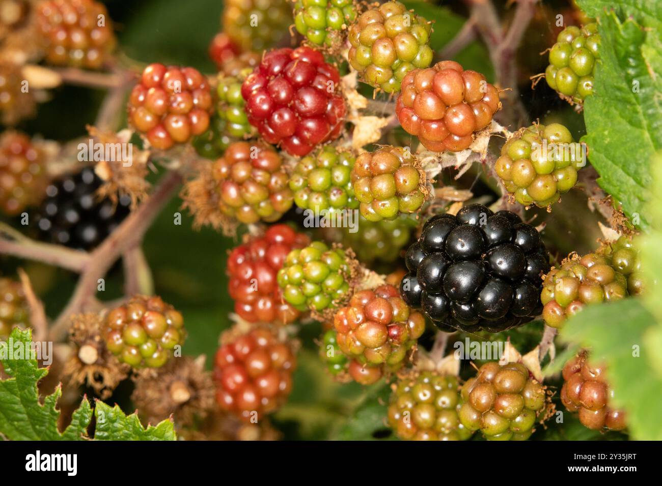 Close up of Pacific Blackberry, also known as rubus ursinus. This wild ...