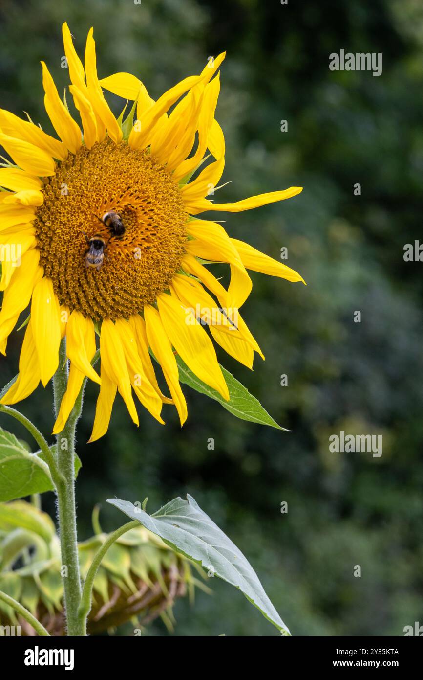 Beautiful yellow sunflowers swaying in wind in Sauerland Stock Photo ...