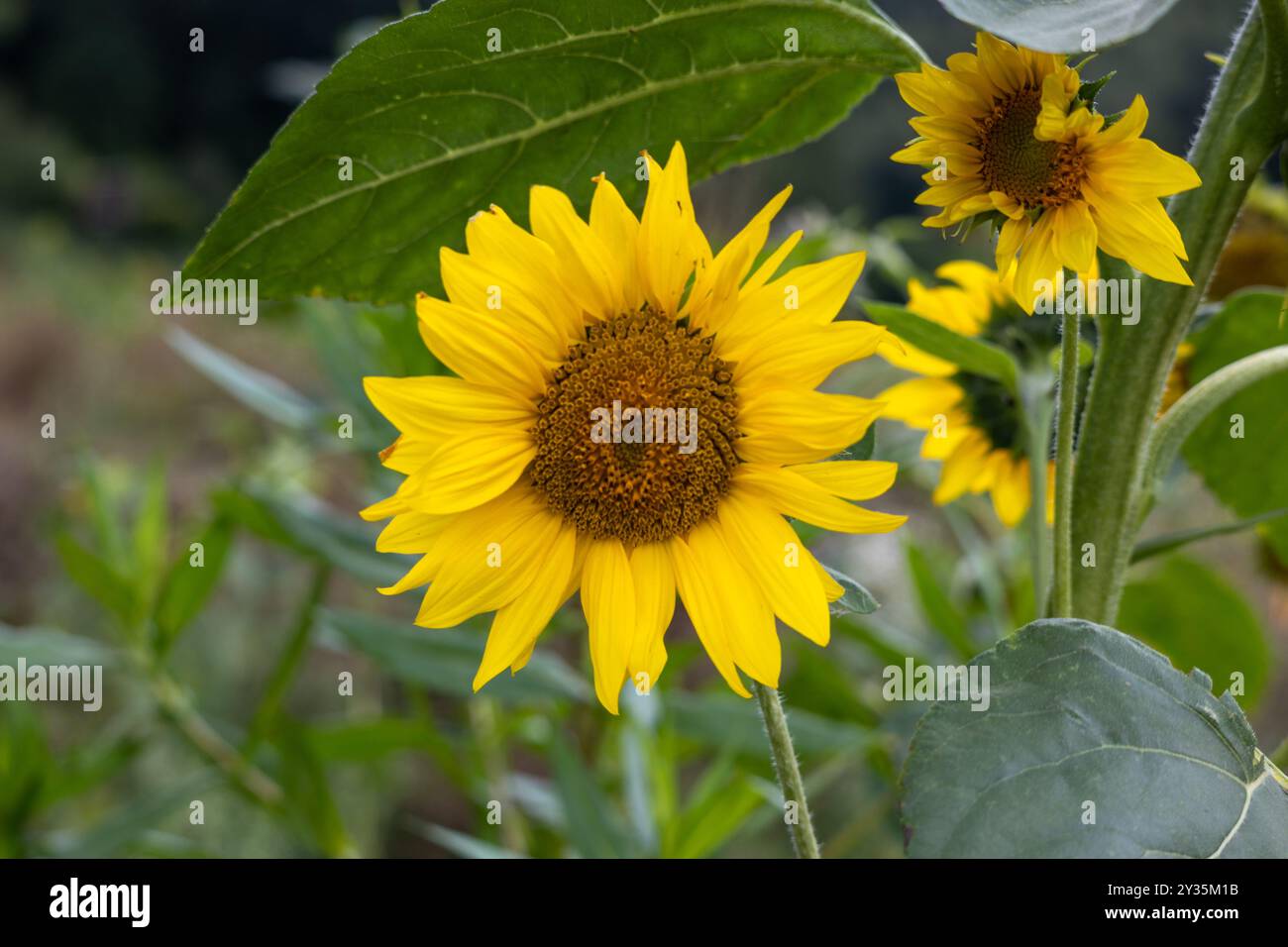 Beautiful yellow sunflowers swaying in wind in Sauerland Stock Photo ...