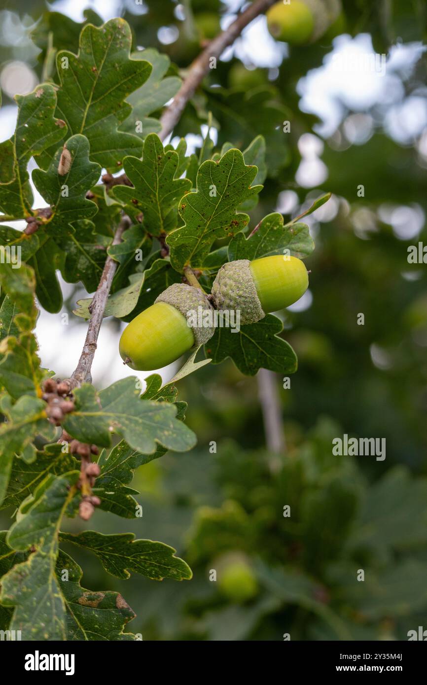 Oak leaf, acorn on oak tree background Stock Photo - Alamy