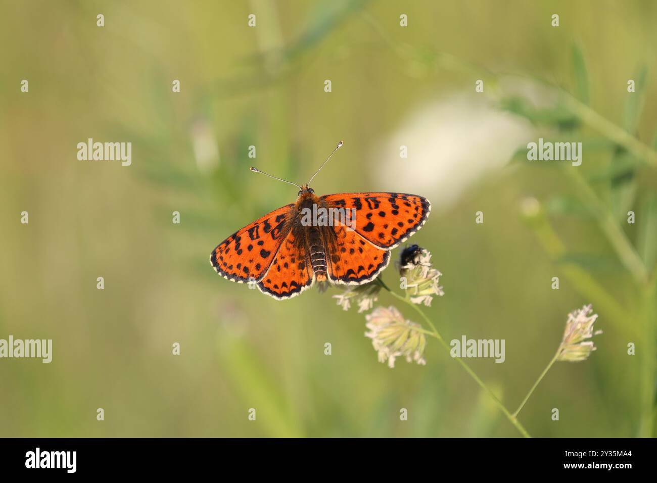 Spotted Fritillary or Red-band Fritillary butterfly male - Melitaea ...