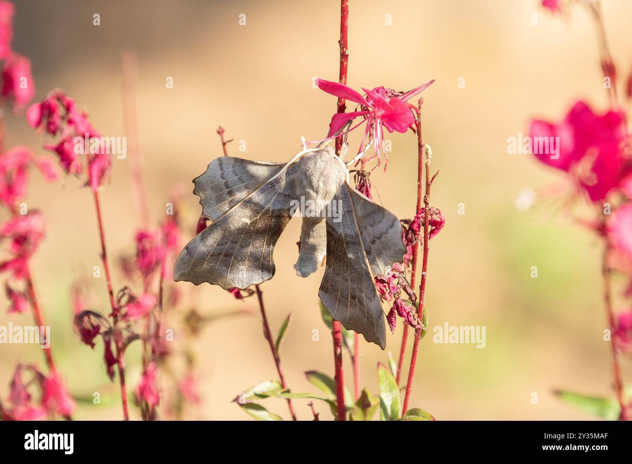 Moth in daytime hi-res stock photography and images - Alamy