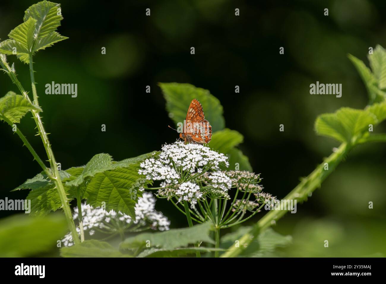 Scarce Fritillary - Euphydryas maturna Stock Photo - Alamy
