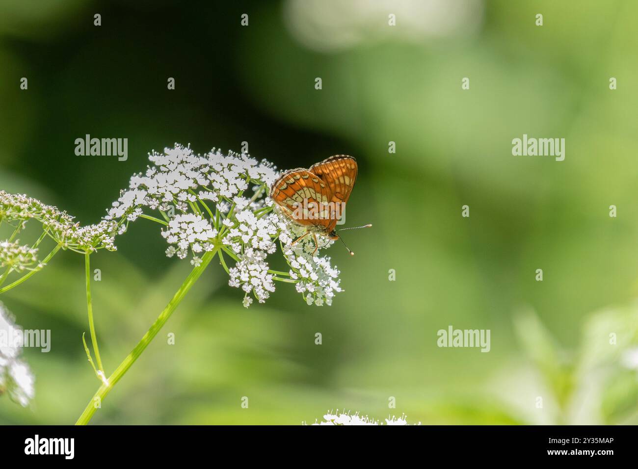 Fritillary butterfly italy hi-res stock photography and images - Alamy