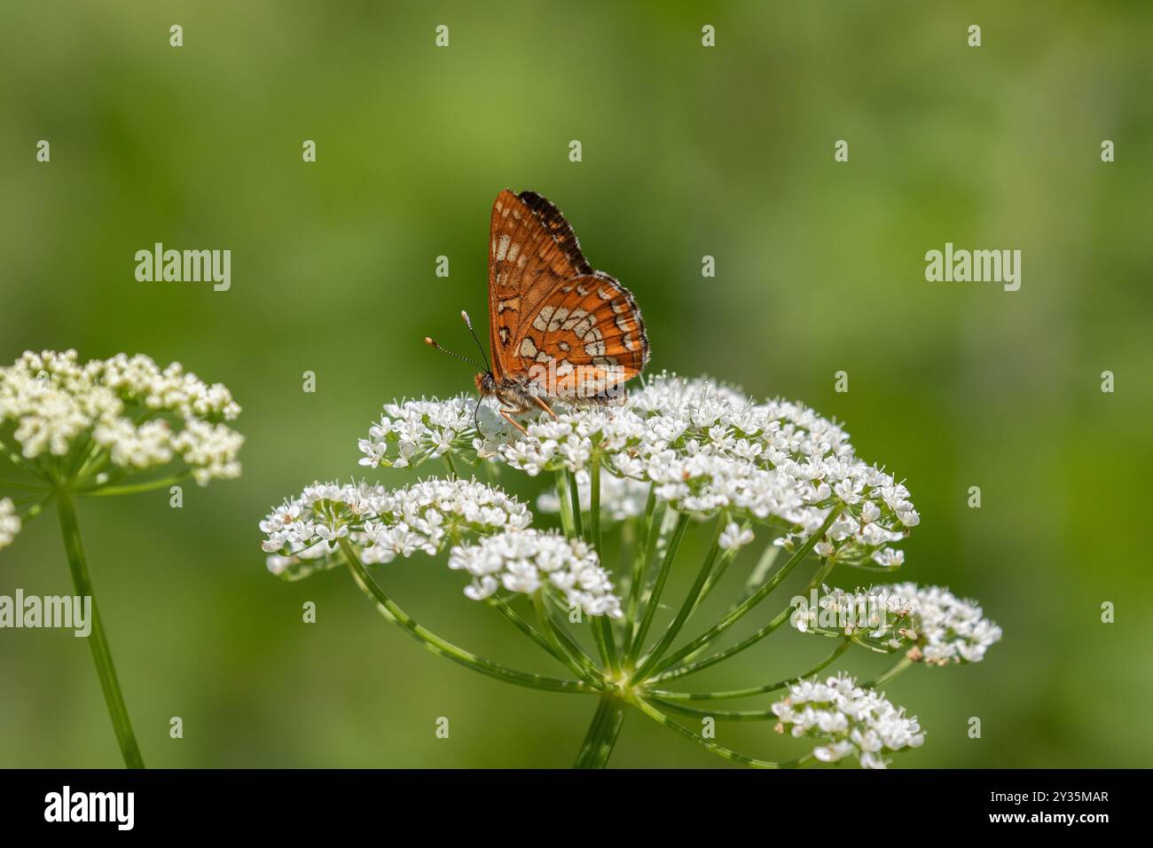 Scarce Fritillary - Euphydryas maturna Stock Photo - Alamy