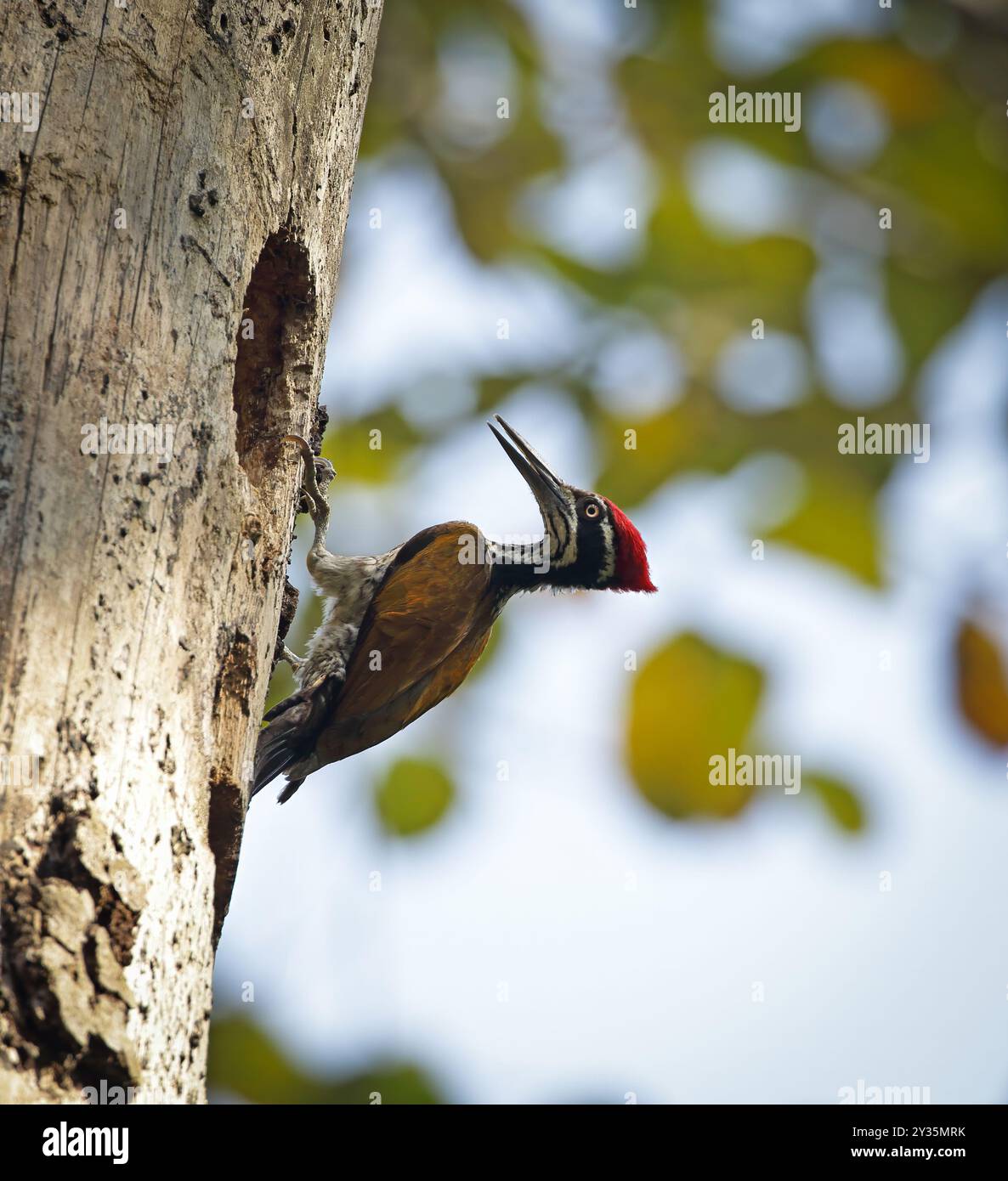 greater flameback, also known as the greater goldenback or large golden ...