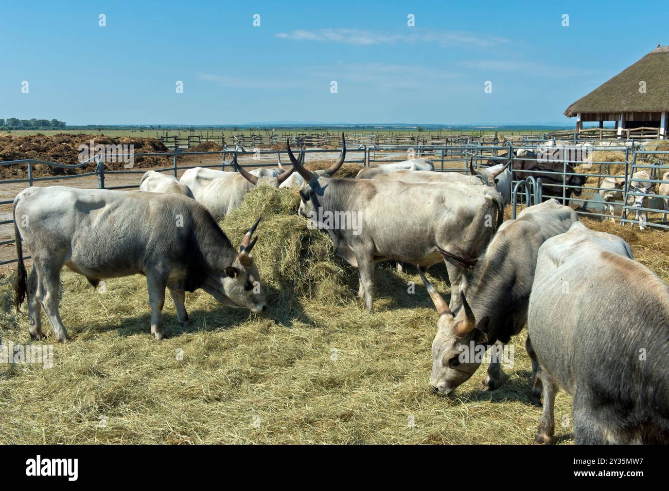 Hungarian steppe cattle eating hay in a stable, Fertő-Hanság National ...