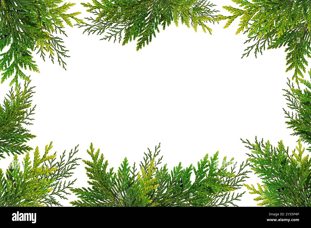 Christmas frame made of fresh and dry thuja twigs. Overlay background ...