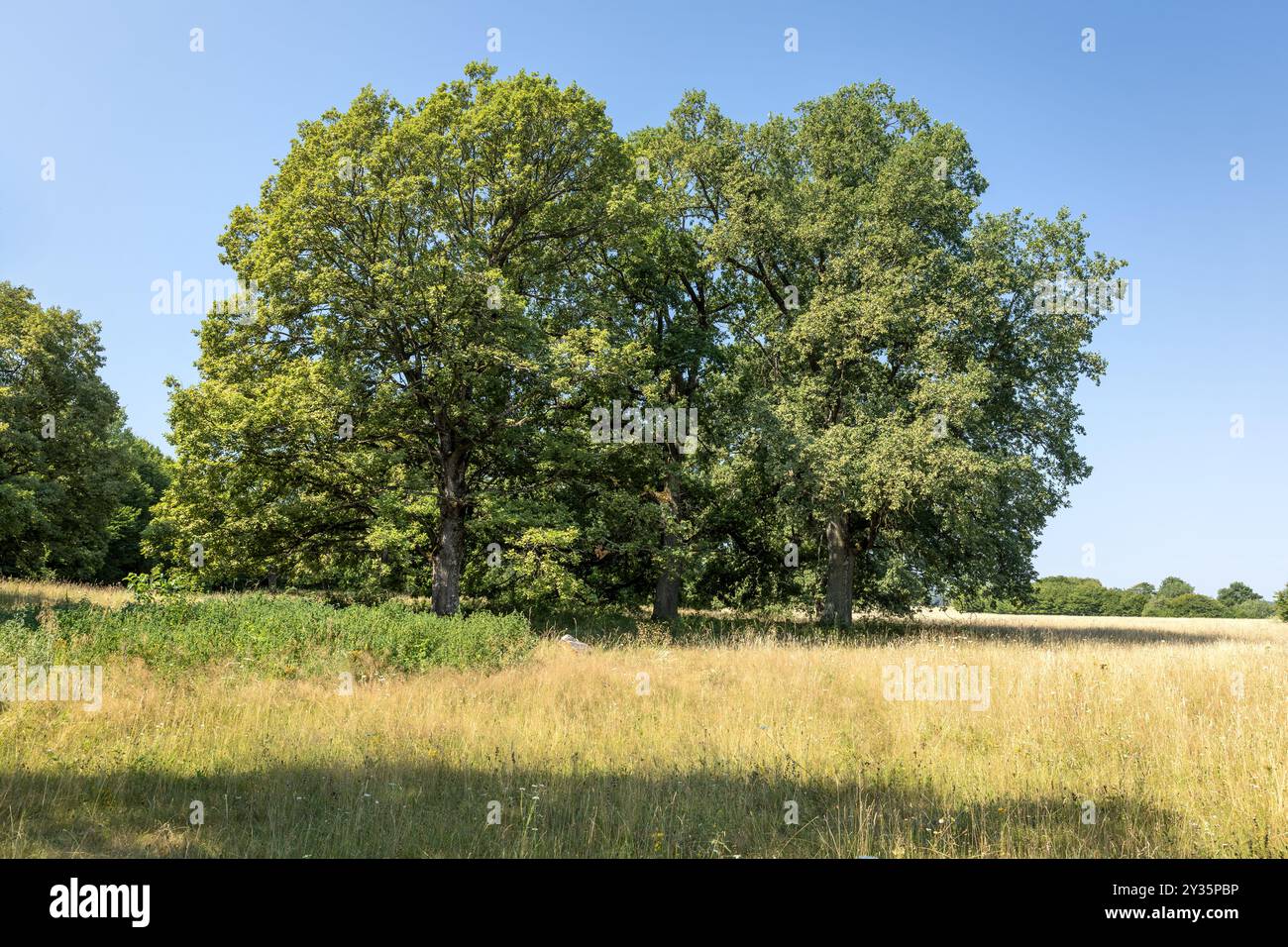 Oak trees in countryside hi-res stock photography and images - Alamy