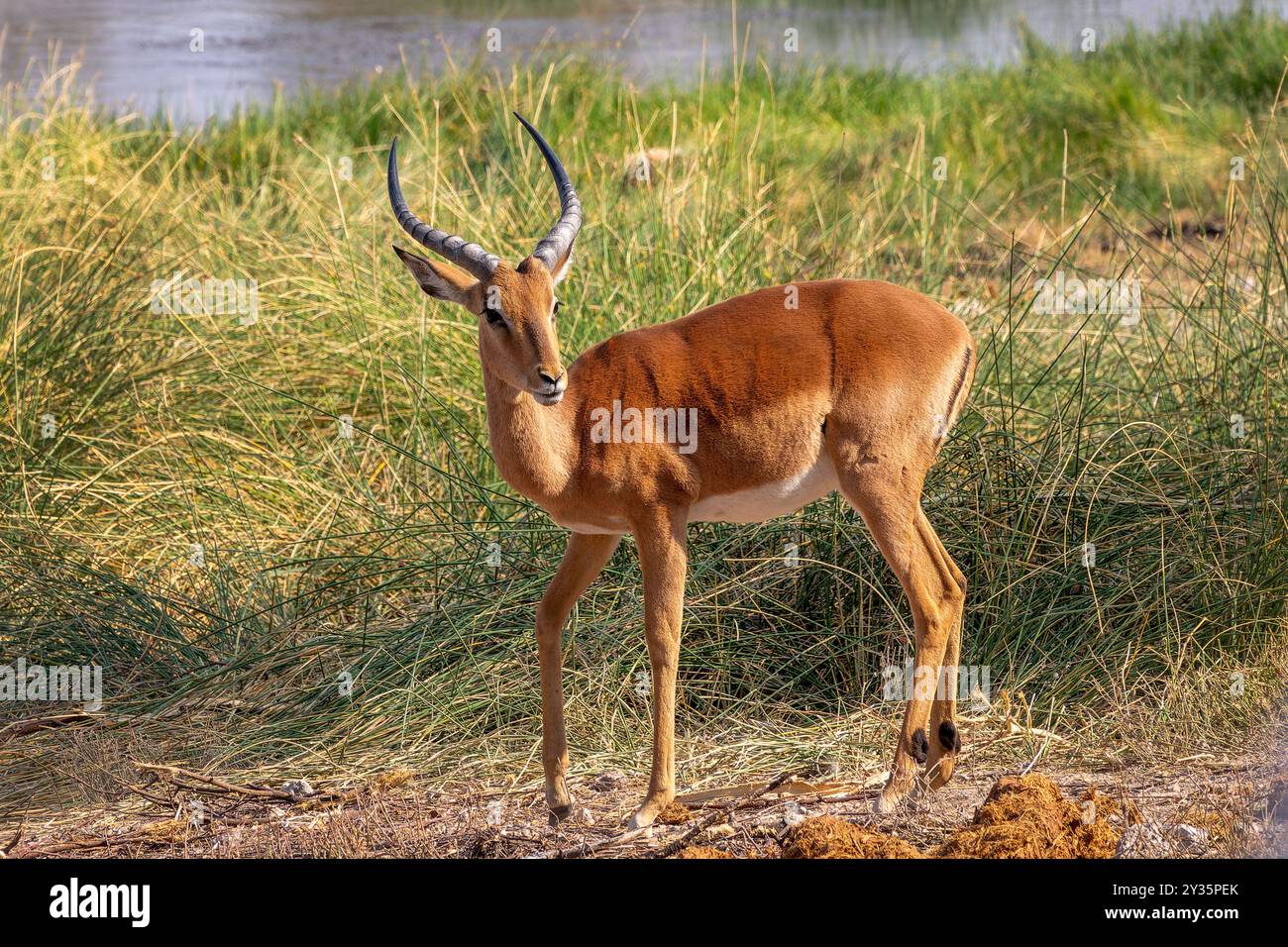 Close up portrait of a male impala antelope, wildlife safari and game ...