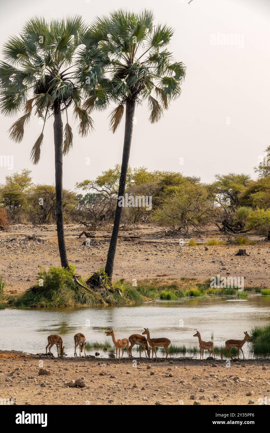 Row of impalas antelopes drinking at a waterhole, wildlife safari and ...