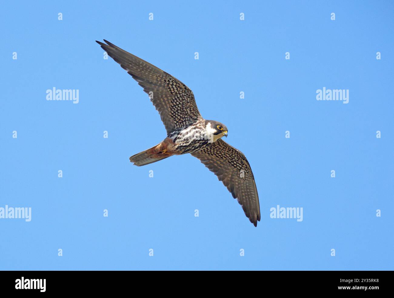 Eurasian hobby flying under blue sky Stock Photo - Alamy