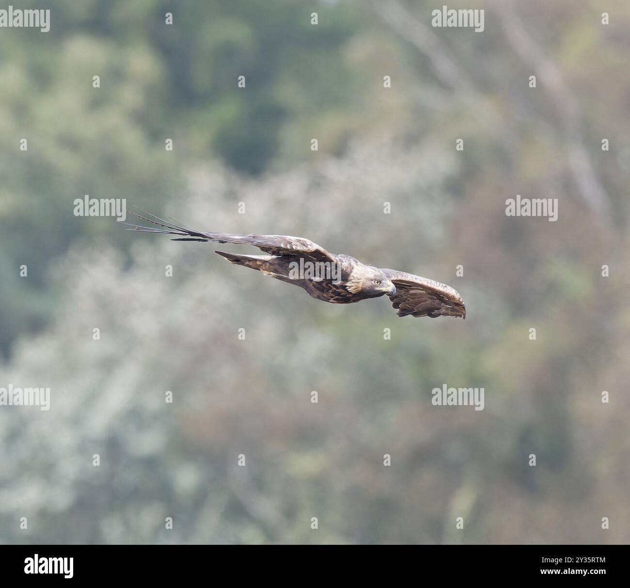Golden eagle in flight Stock Photo - Alamy
