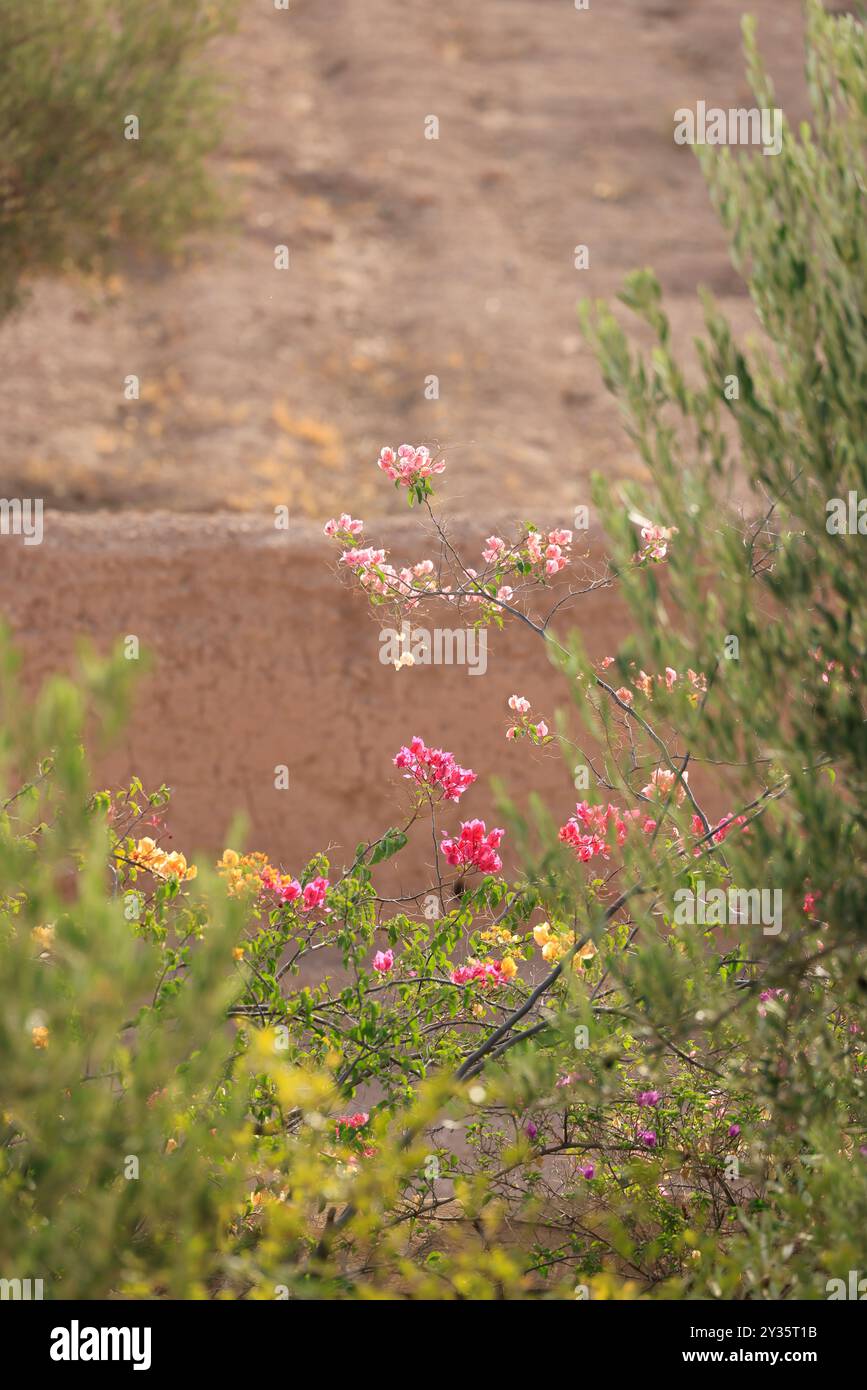 Olives trees arab hi-res stock photography and images - Alamy