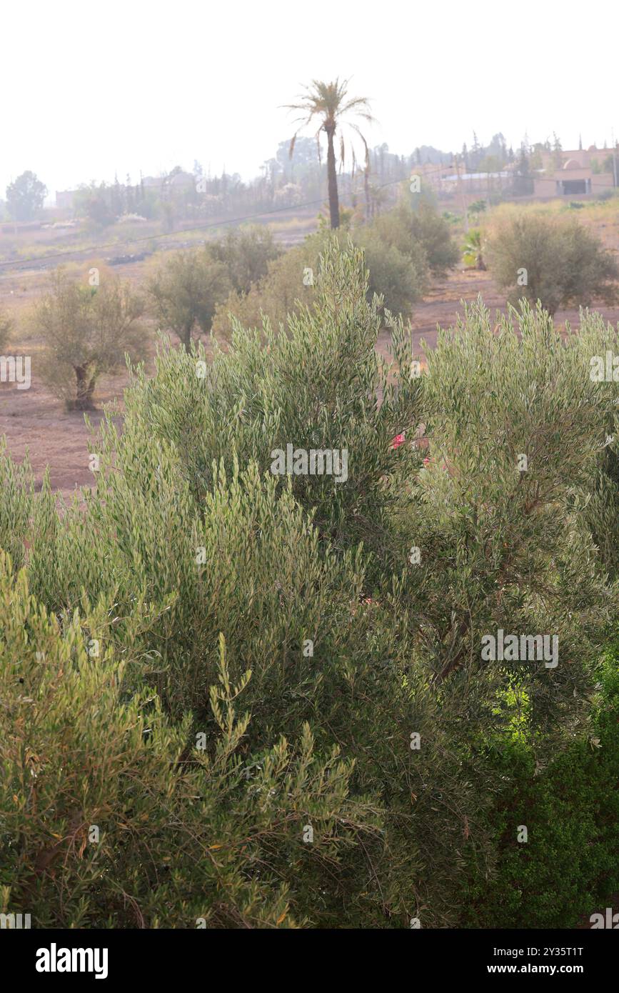 Olive trees in the Marrakech region of Morocco. Marrakech, Marrakech ...