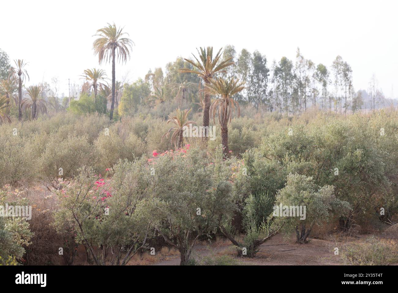Olive trees in the Marrakech region of Morocco. Marrakech, Marrakech ...