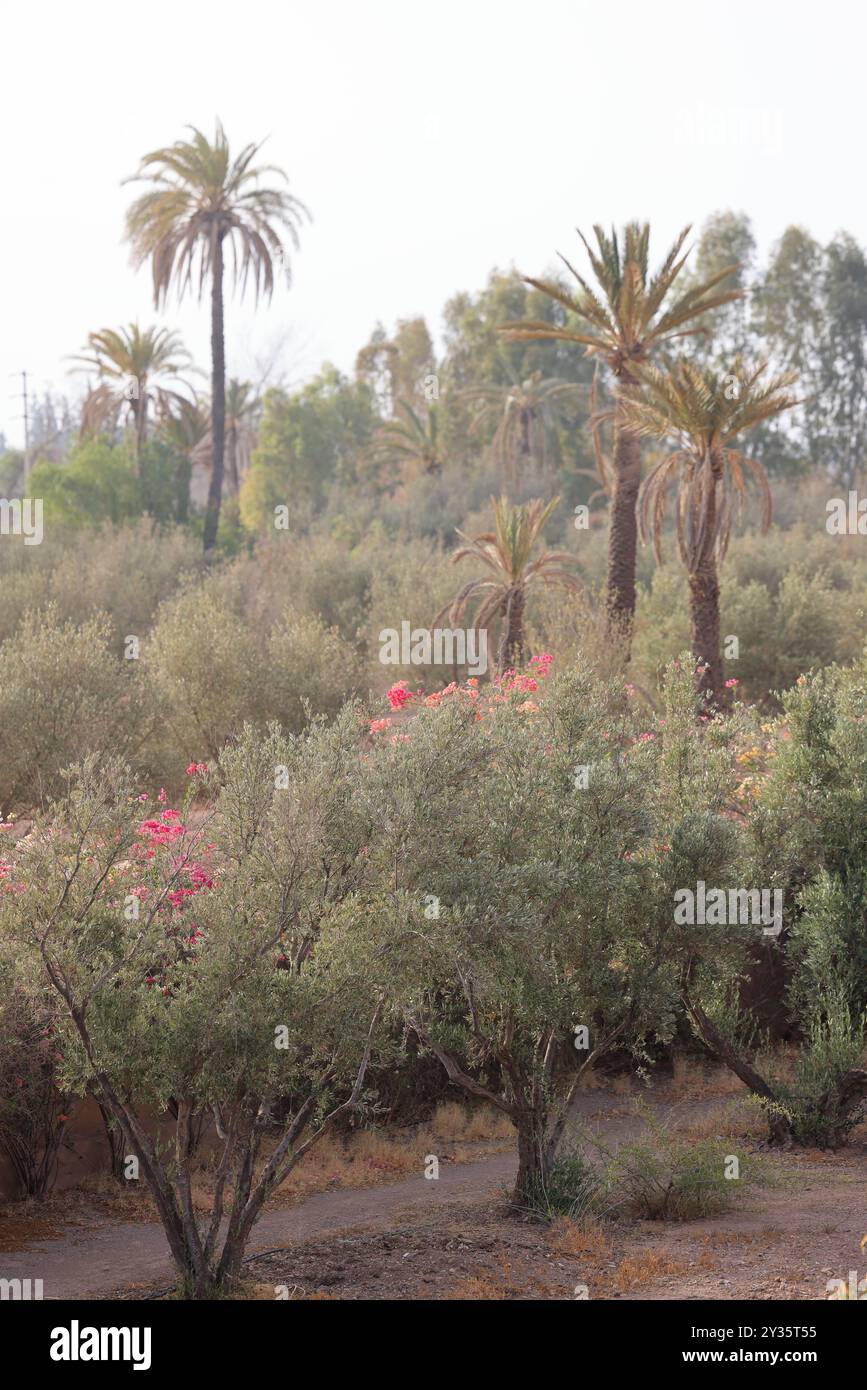 Olive trees in the Marrakech region of Morocco. Marrakech, Marrakech ...