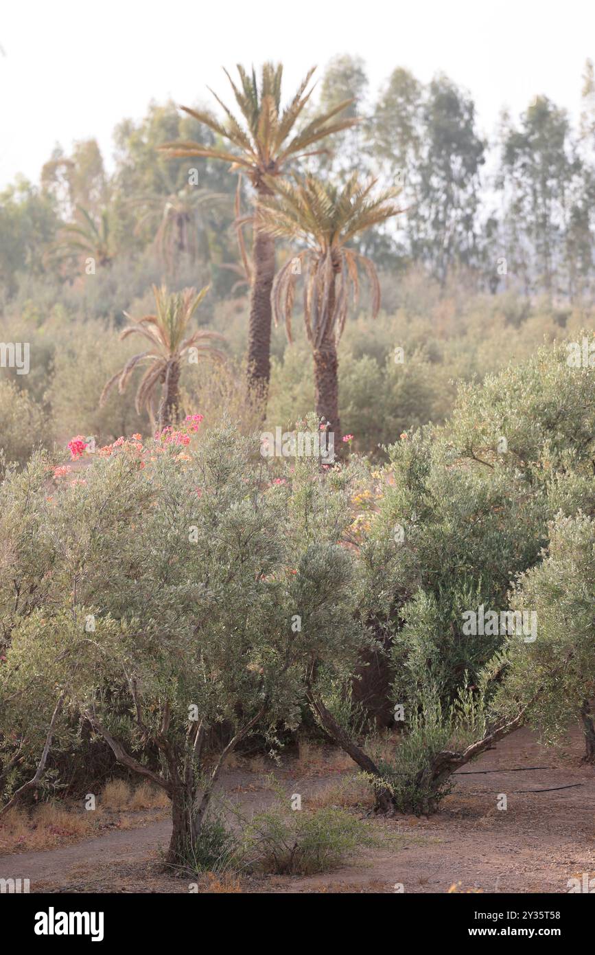 Olive trees in the Marrakech region of Morocco. Marrakech, Marrakech ...
