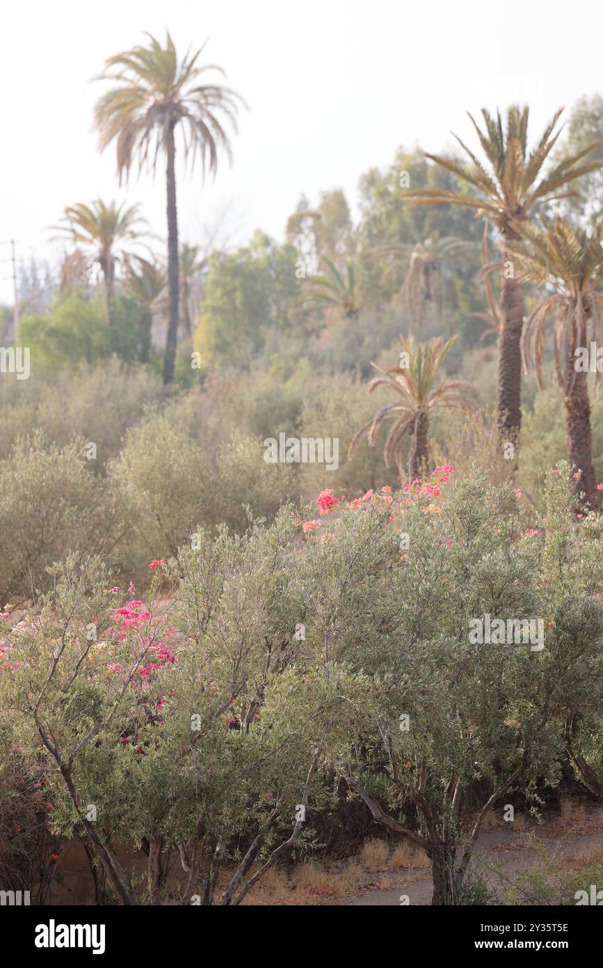 Olive trees in the Marrakech region of Morocco. Marrakech, Marrakech ...