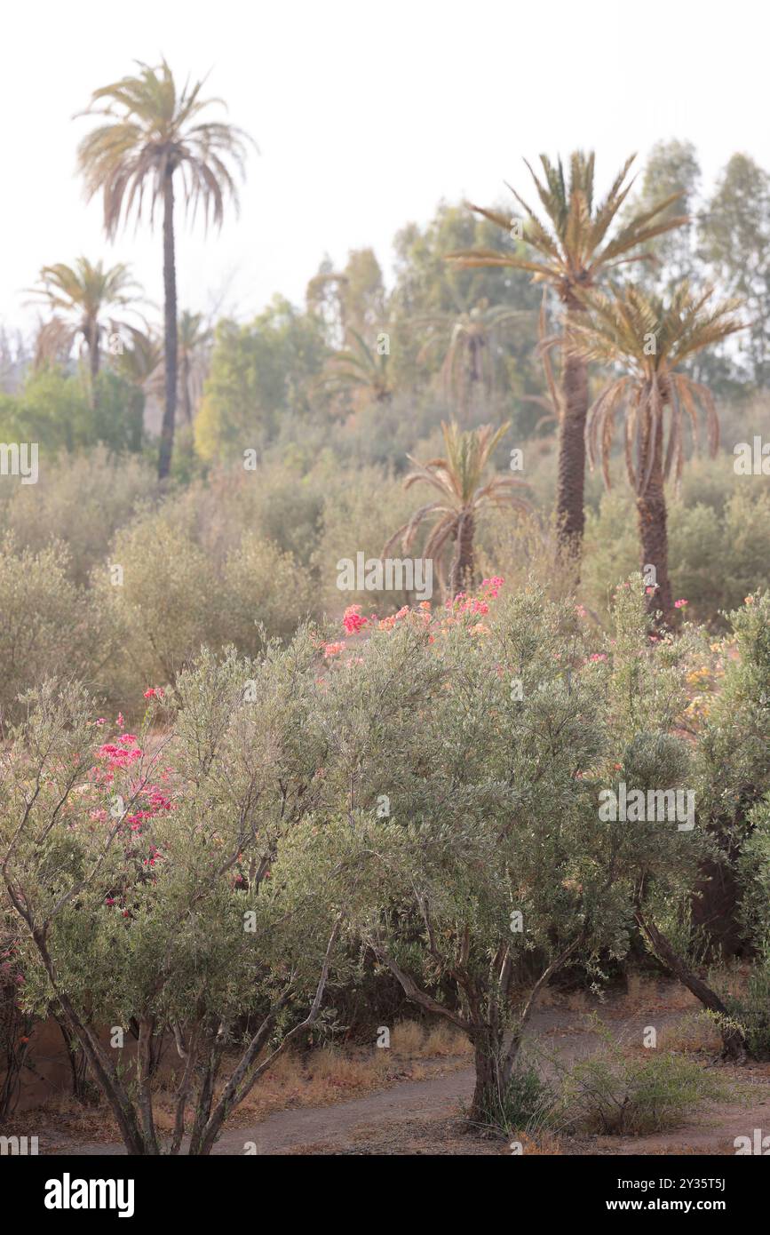 Olive trees in the Marrakech region of Morocco. Marrakech, Marrakech ...